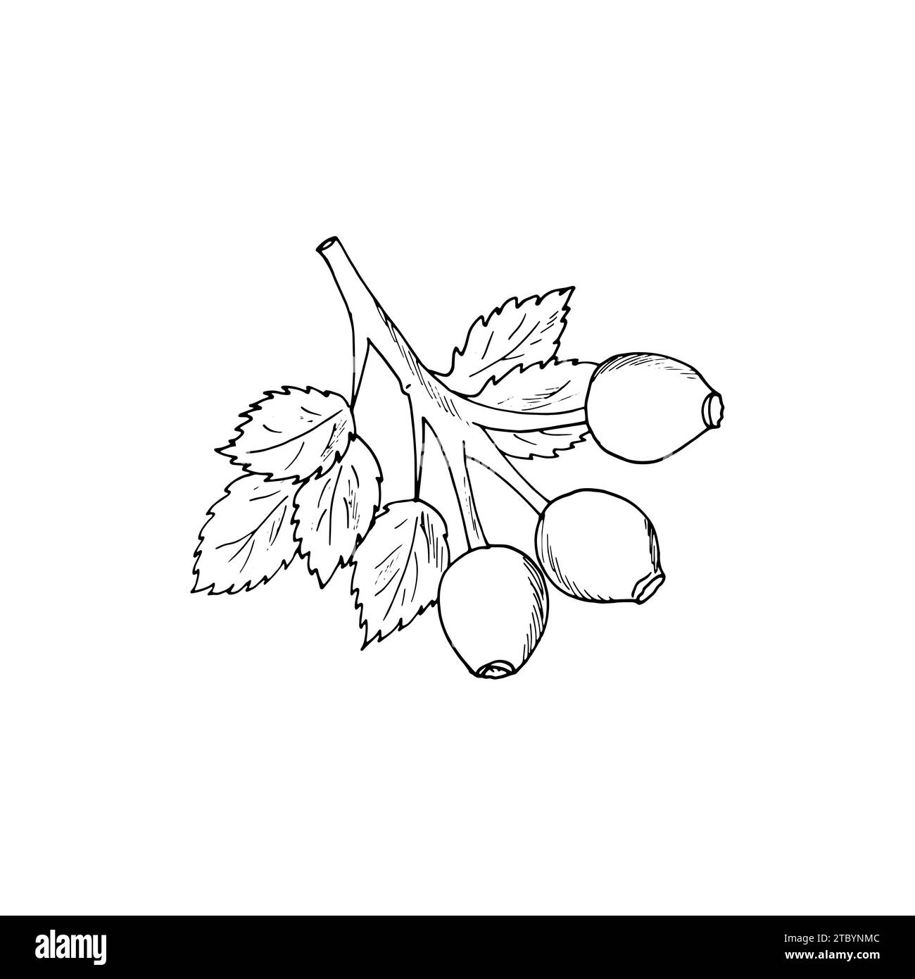 Rosehip hand-drawn illustration. Rosehip branch with fruits and leaves ...