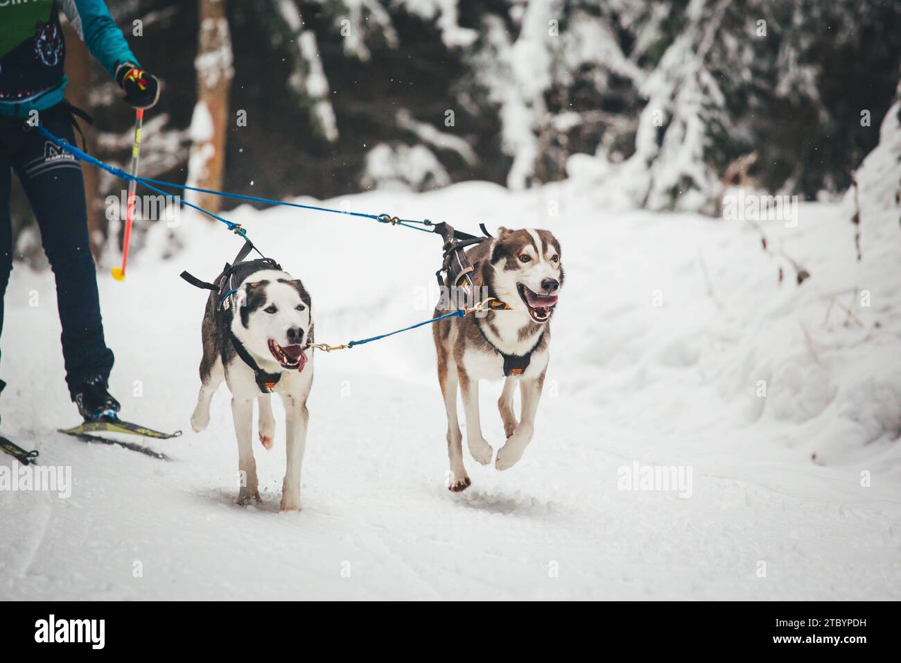 Skiing behind dog hi-res stock photography and images - Alamy