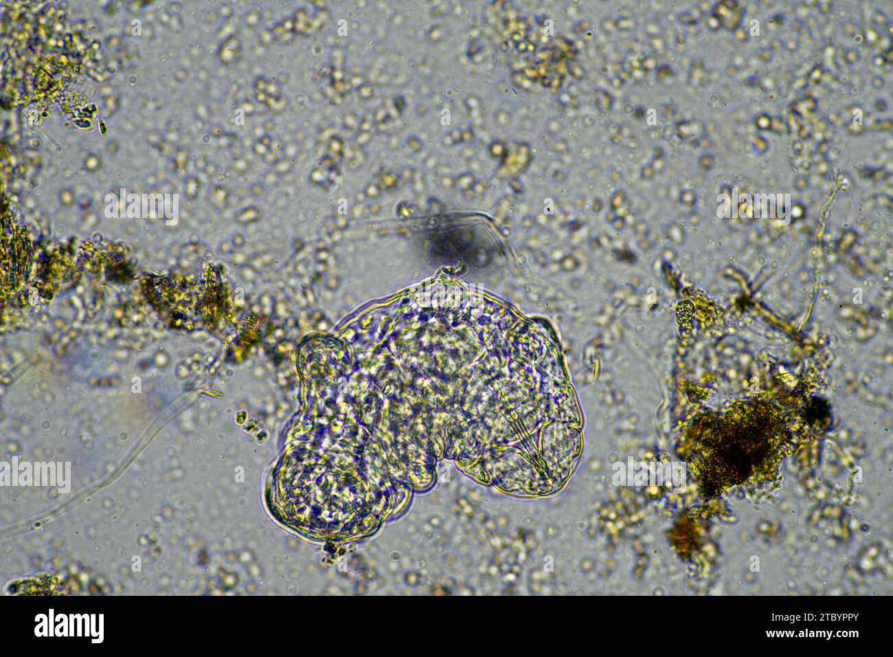 microorganisms and a tardigrade in a soil sample on a farm Stock Photo ...
