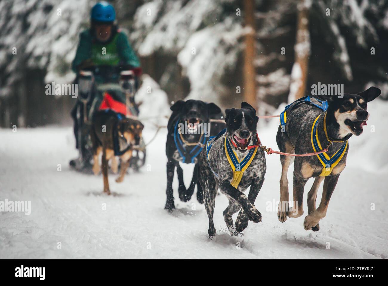 Sled dog racing with Alaskan Huskies. Ottenschlag, Waldviertel, Austria ...
