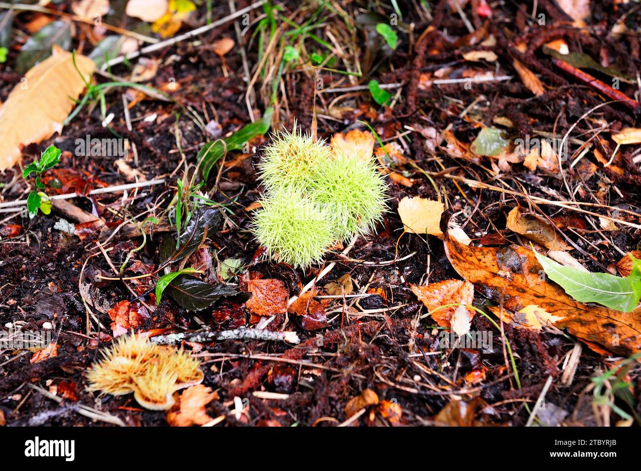 Three Sweet Chestnut catkins Stock Photo - Alamy