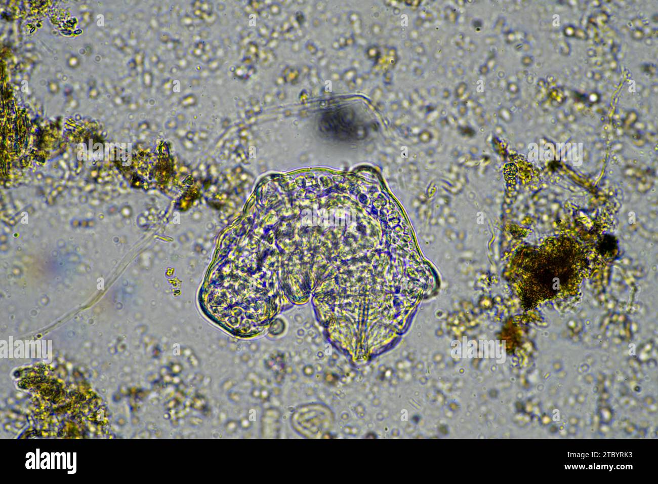 Tardigrade eating hi-res stock photography and images - Alamy