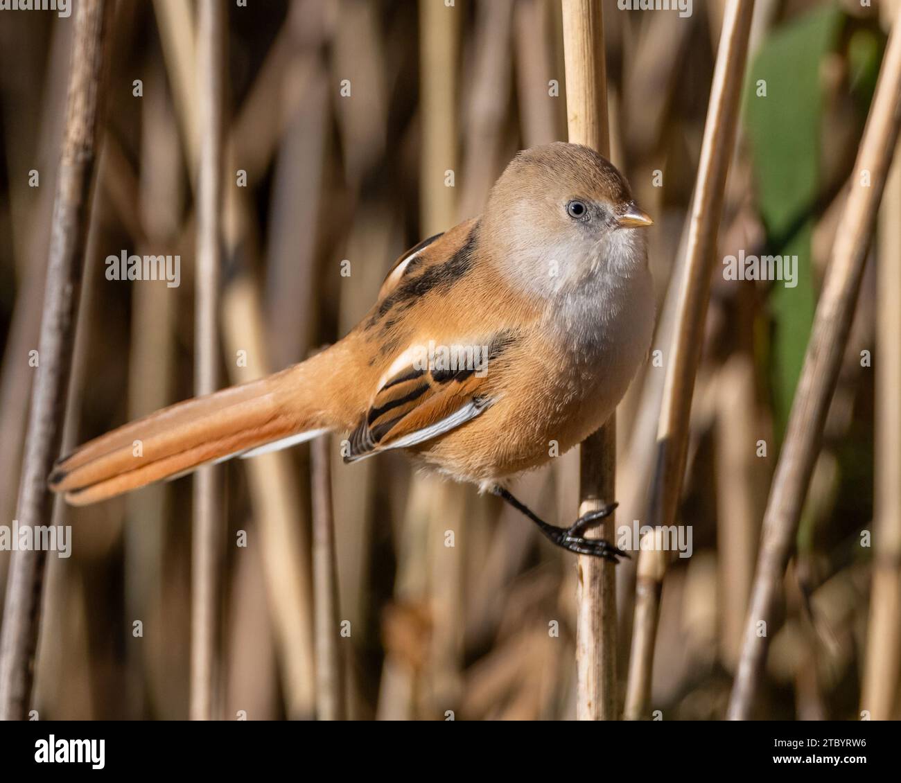Bearded Tit Female (Reedling Stock Photo - Alamy