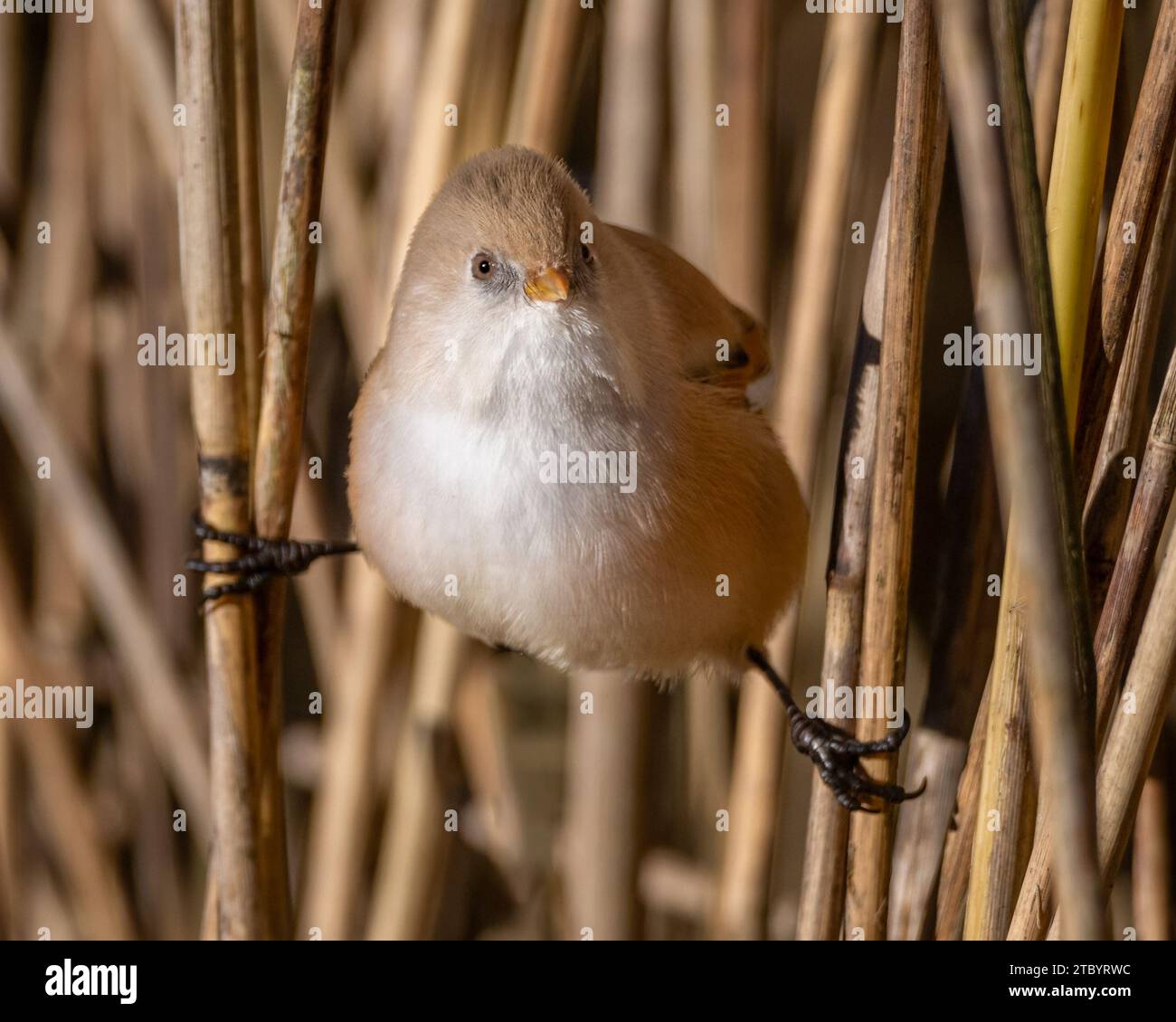 Bearded Tit Female (Reedling Stock Photo - Alamy