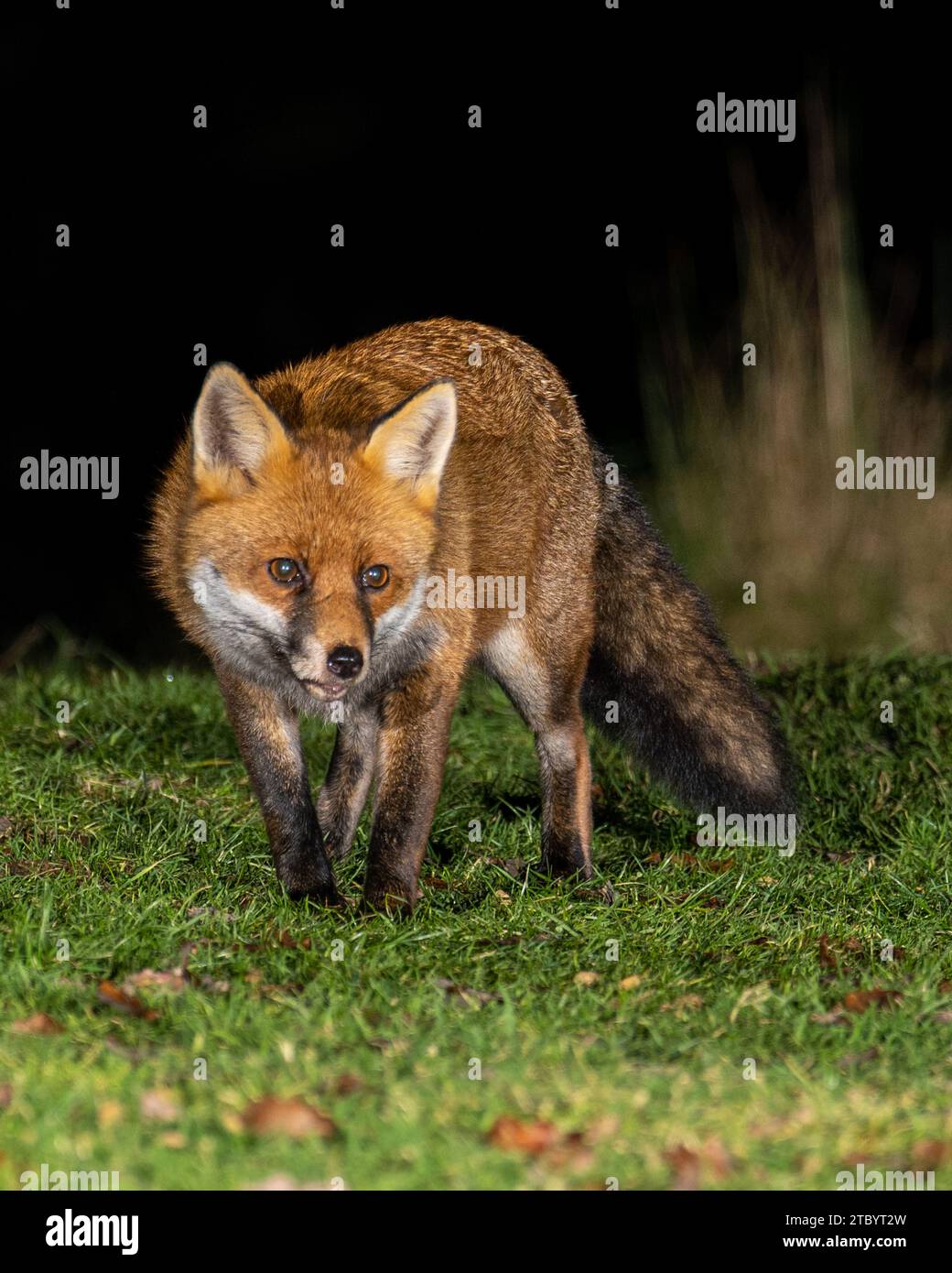 Rural countryside fox Stock Photo - Alamy