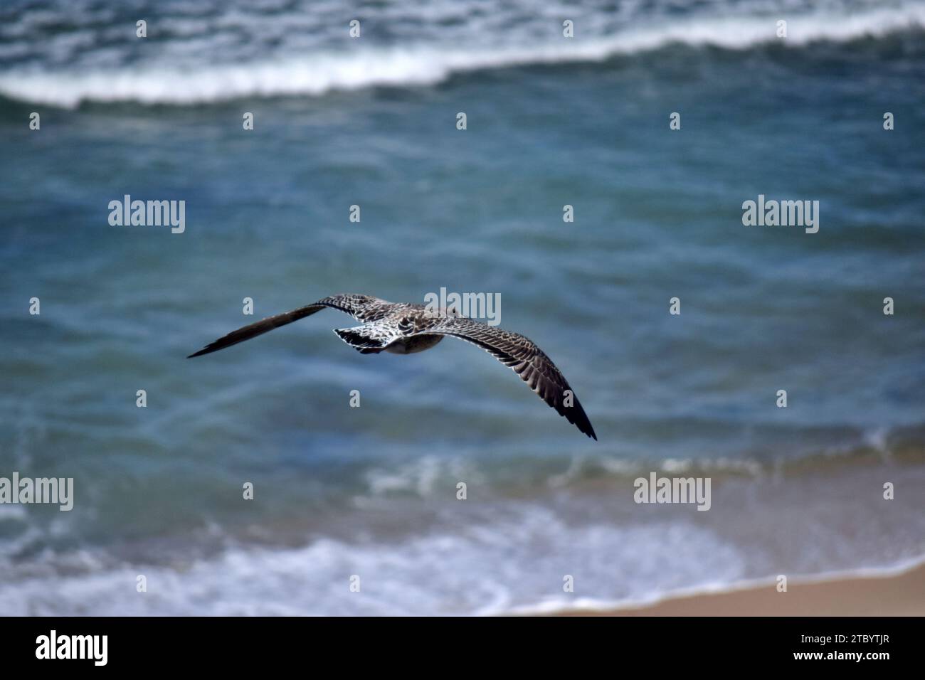 Portuguese birdlife hi-res stock photography and images - Alamy