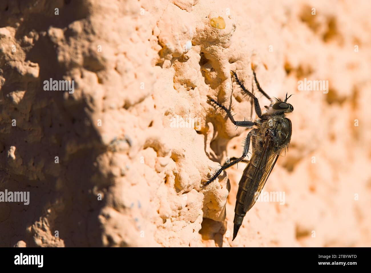 In Sardinia, a Machimus atricapillus rests on a plastered wall, its ...