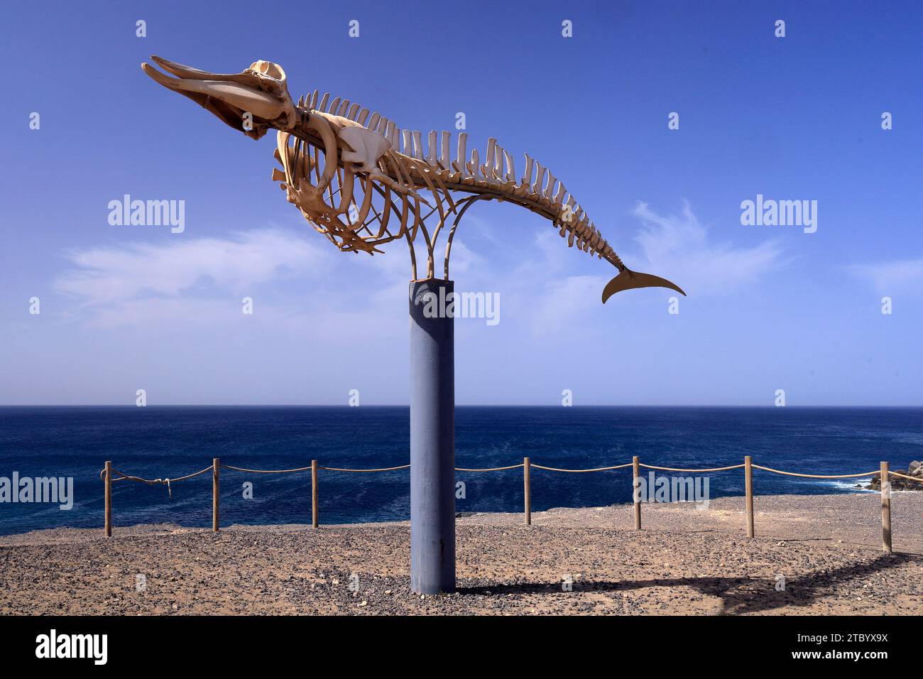 Preserved whale skeleton (Cuvier's beaked whale - ziphius caviostris ...