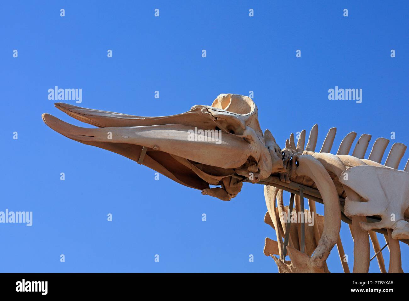 Preserved whale skeleton (Cuvier's beaked whale - ziphius caviostris ...