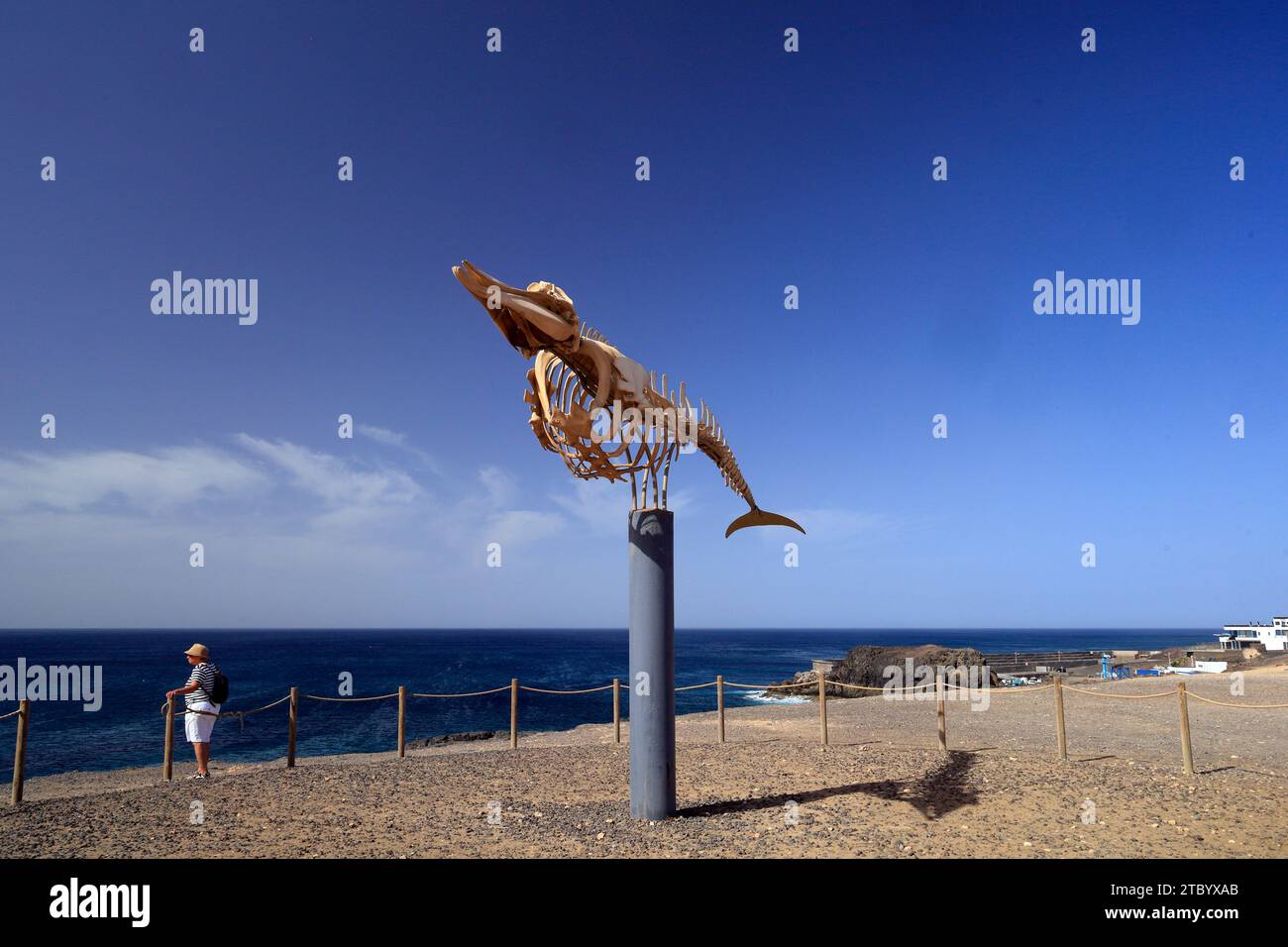 Preserved whale skeleton (Cuvier's beaked whale - ziphius caviostris ...