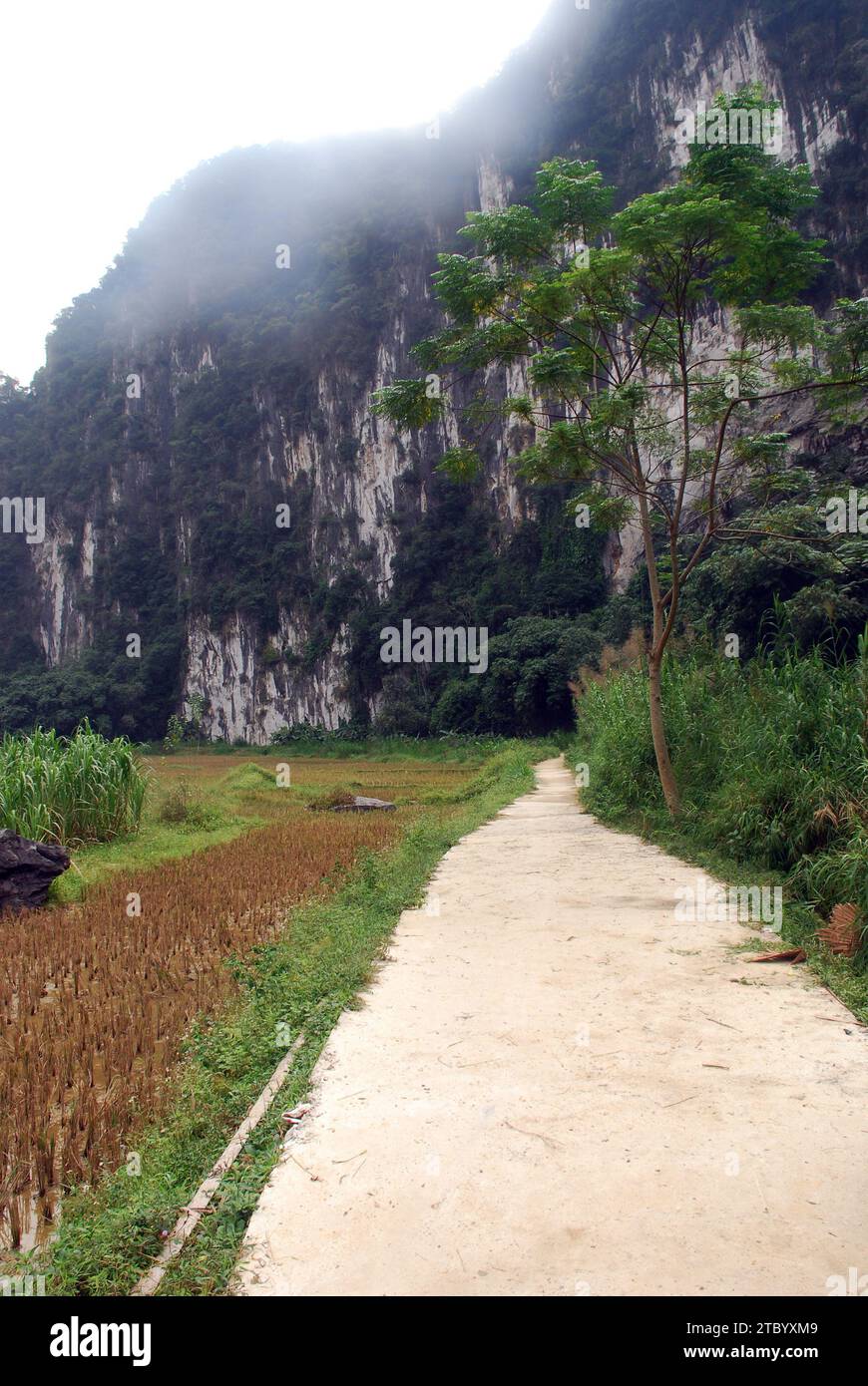 Harvested rice fields in the mountains of North Vietnam Stock Photo - Alamy