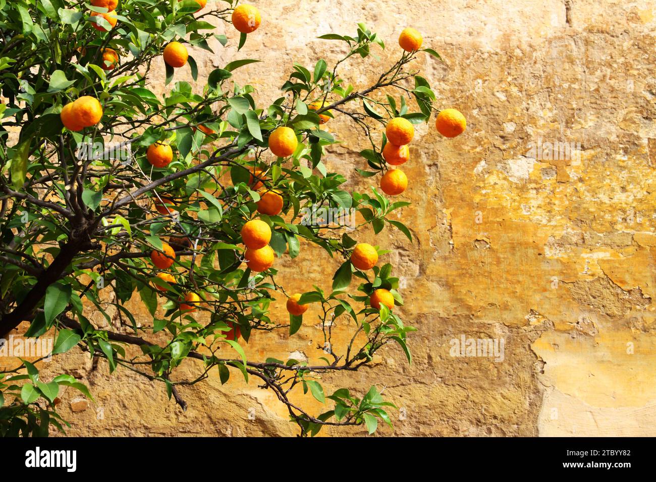 Orange tree in Cordoba, Spain Stock Photo - Alamy