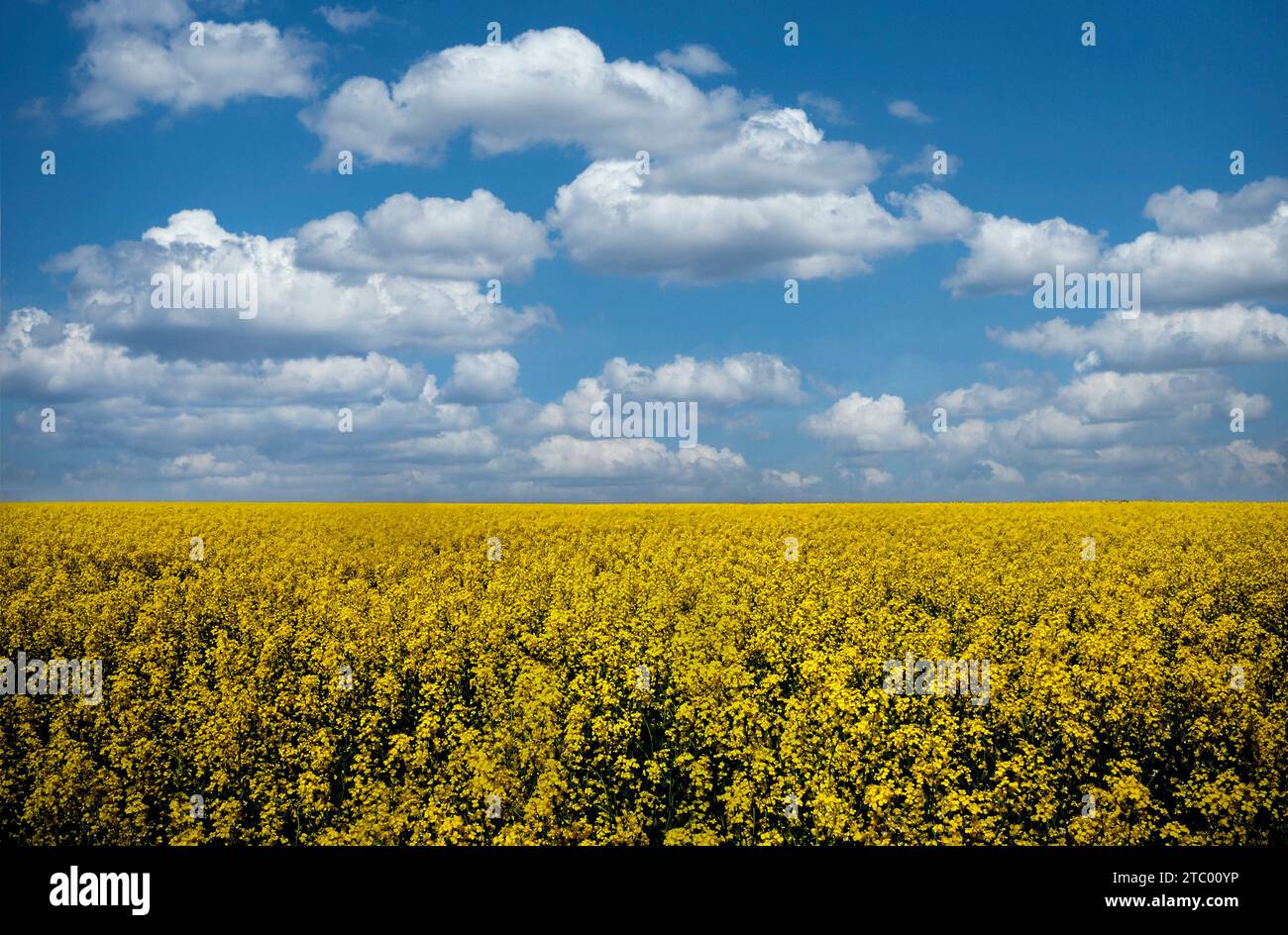 A scenic view of a yellow canola field in bloom Stock Photo - Alamy