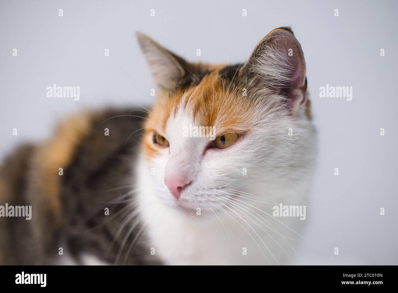 Close-up portrait of a tricolored lucky cat with golden-orange eyes ...