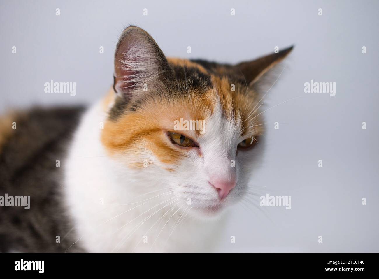 Close-up portrait of a tricolored lucky cat with golden-orange eyes ...
