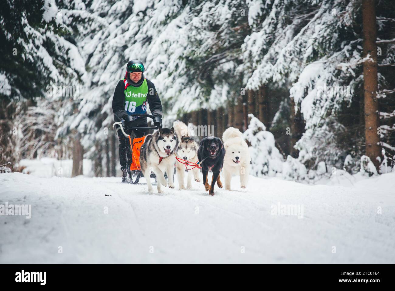 Sled dog racing. Ottenschlag, Waldviertel, Austria Stock Photo - Alamy