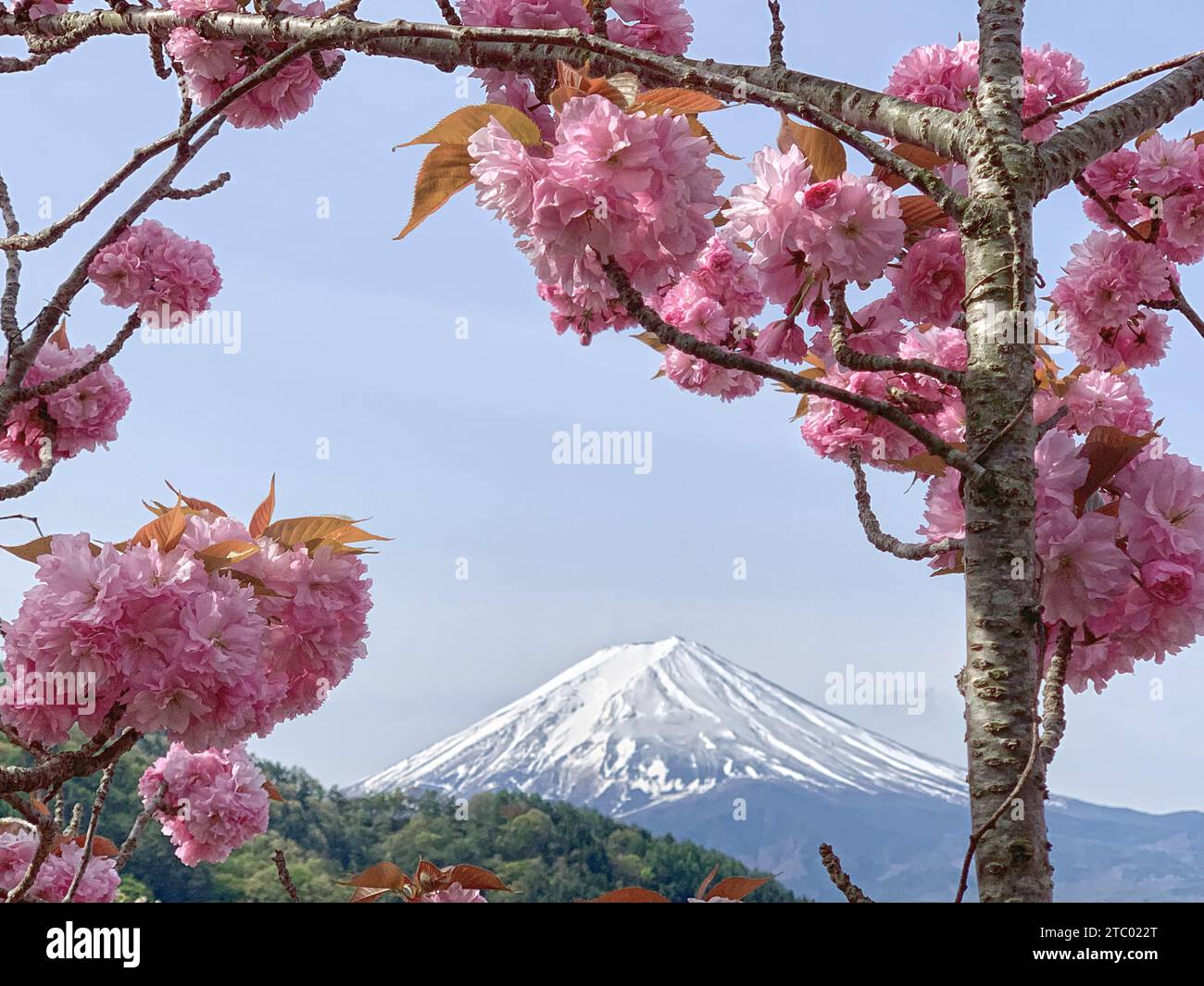 A scenic view of Mount Fuji seen from beautiful pink cherry blossoms ...