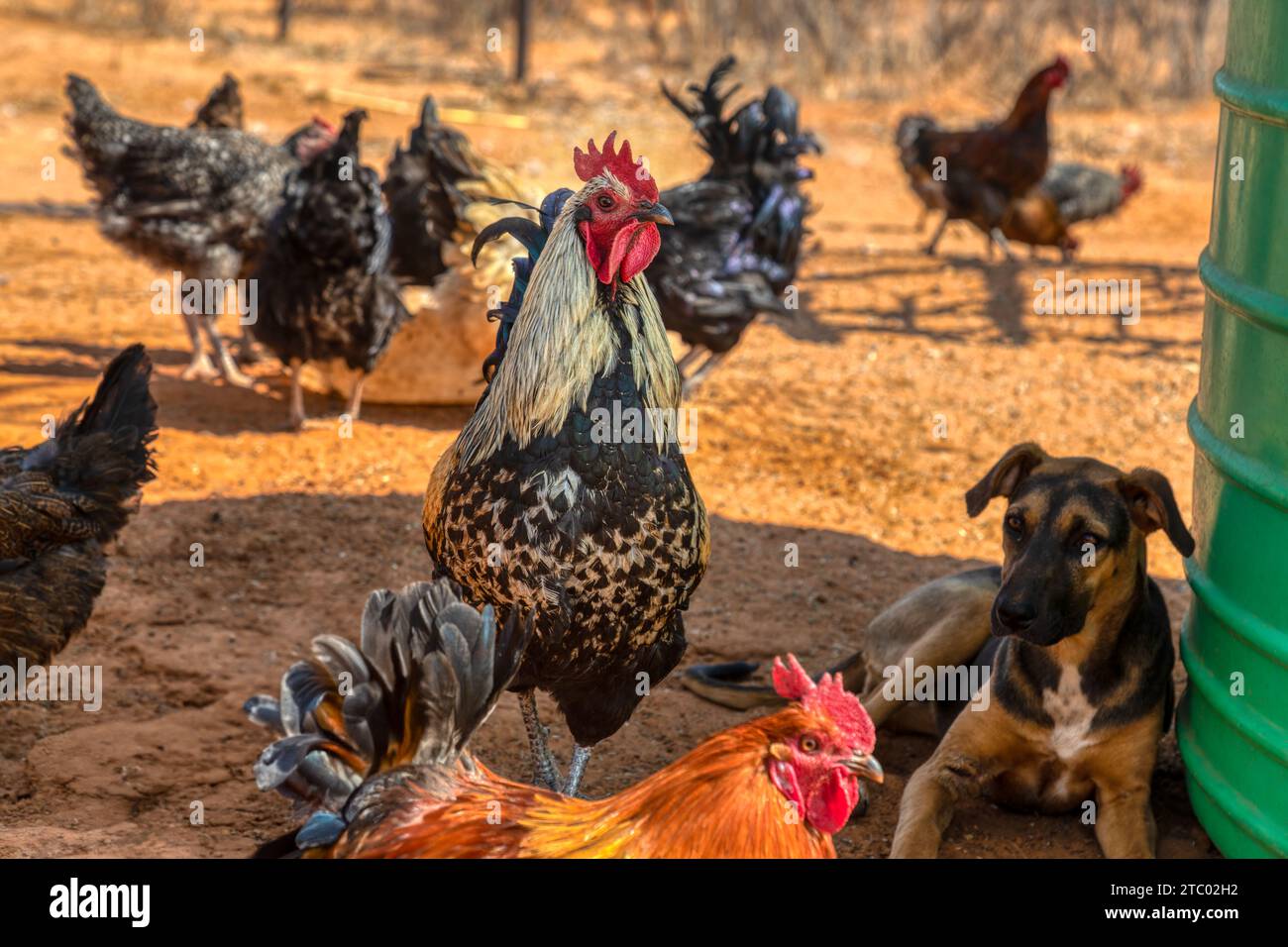 free range organic Cockrell and hens in the yard with the dog , small ...
