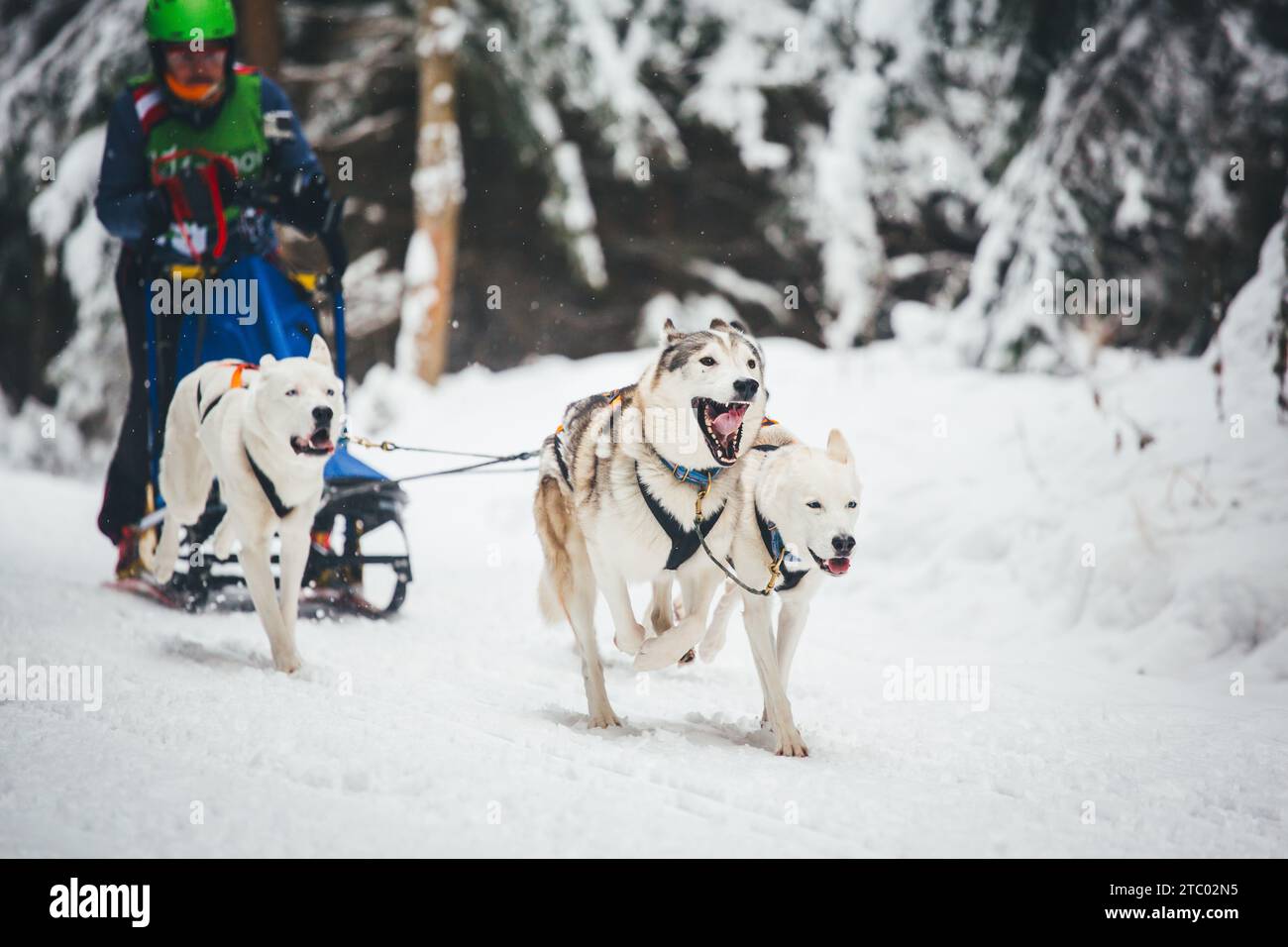 Sled dog racing with Huskies. Ottenschlag, Waldviertel, Austria Stock ...