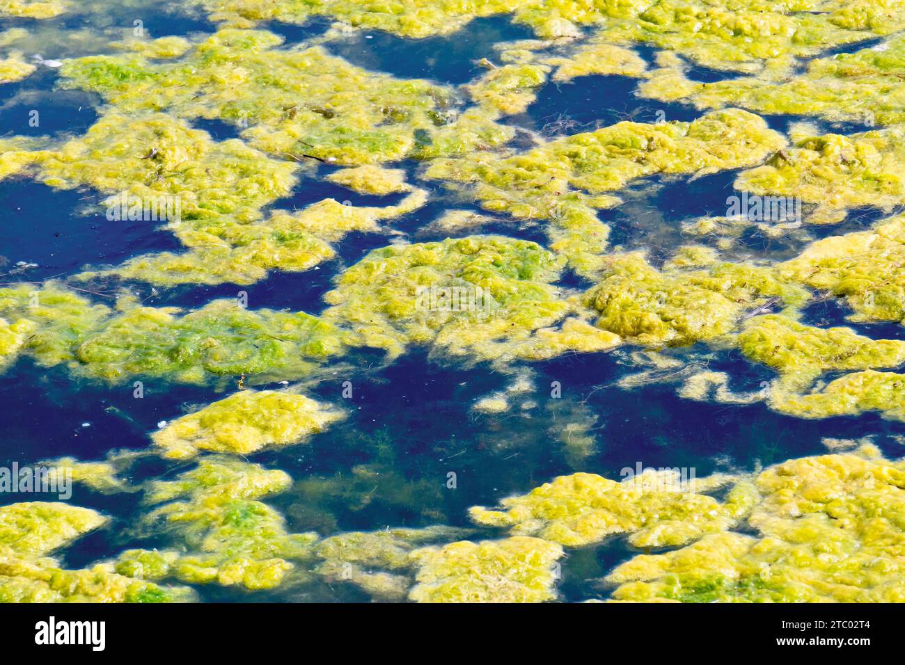 Close up of a small pond showing green algae, known as algal growth or bloom, growing across the ...