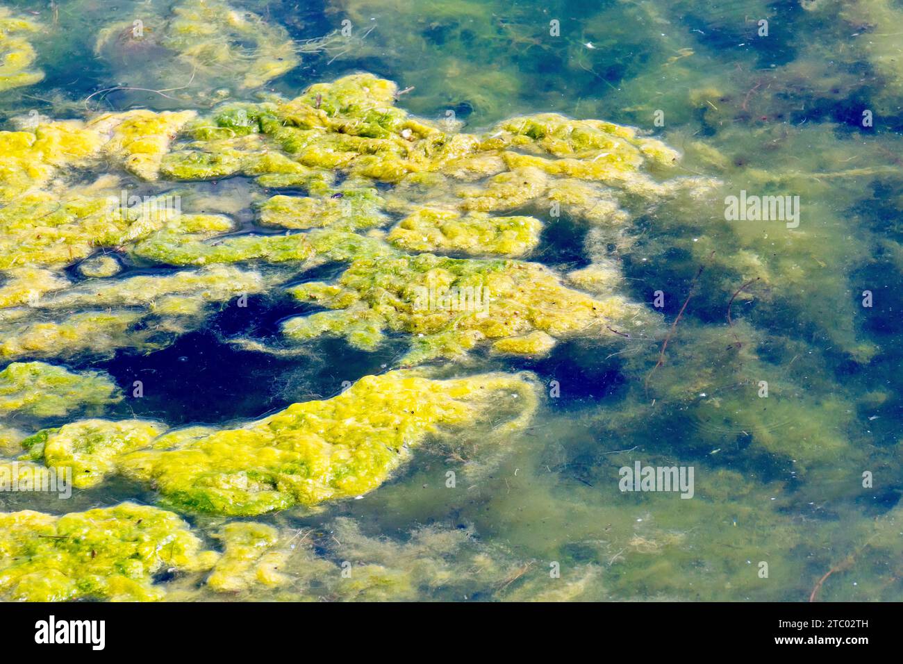 Growth of algae hi-res stock photography and images - Alamy