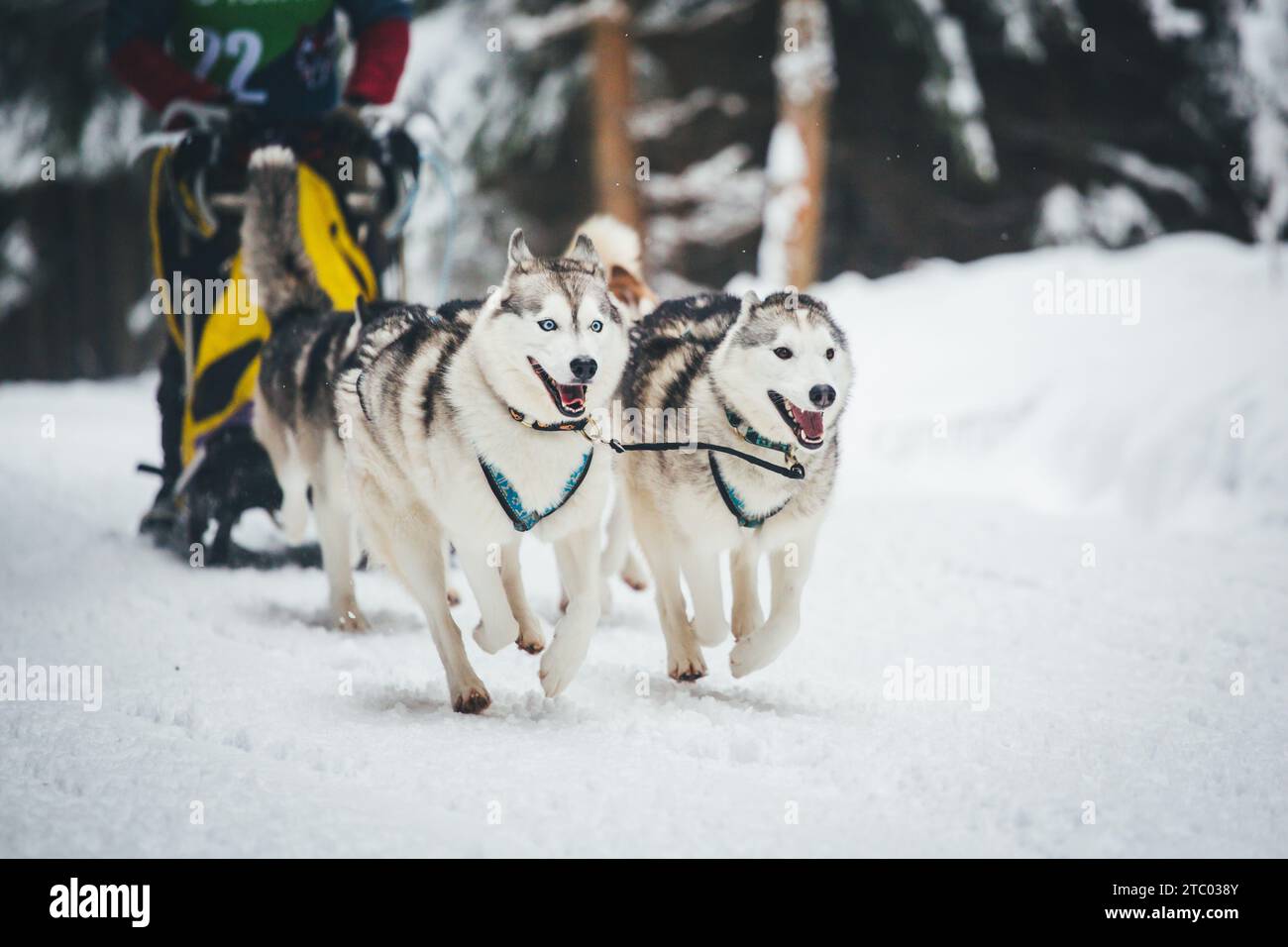 Sled dog racing with Huskies. Ottenschlag, Waldviertel, Austria Stock ...