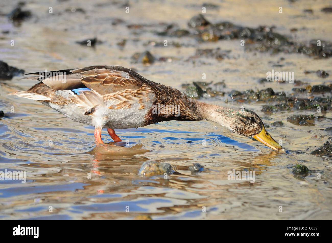 Dab duck hi-res stock photography and images - Alamy