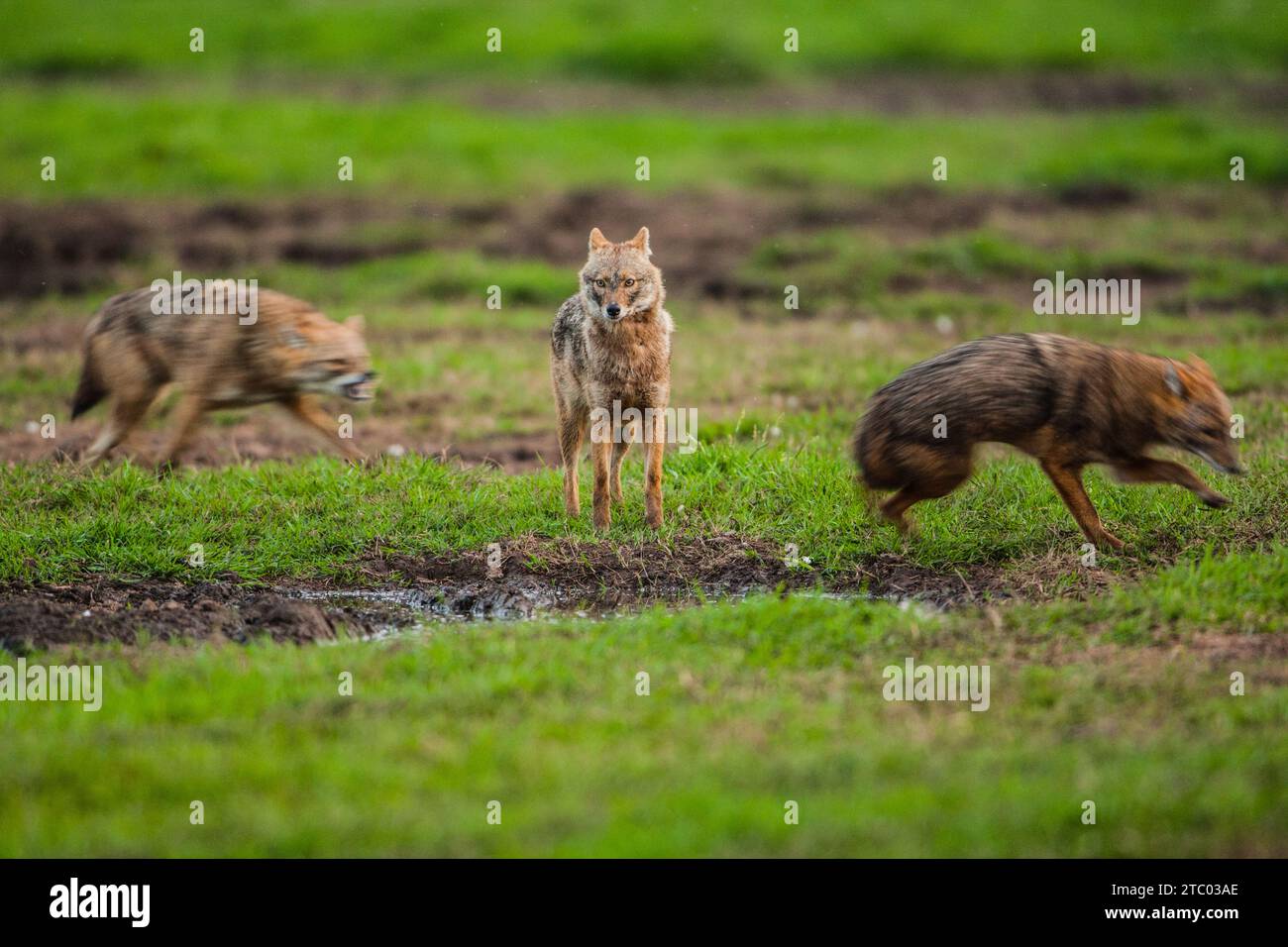 Golden jackal (Canis aureus Stock Photo - Alamy