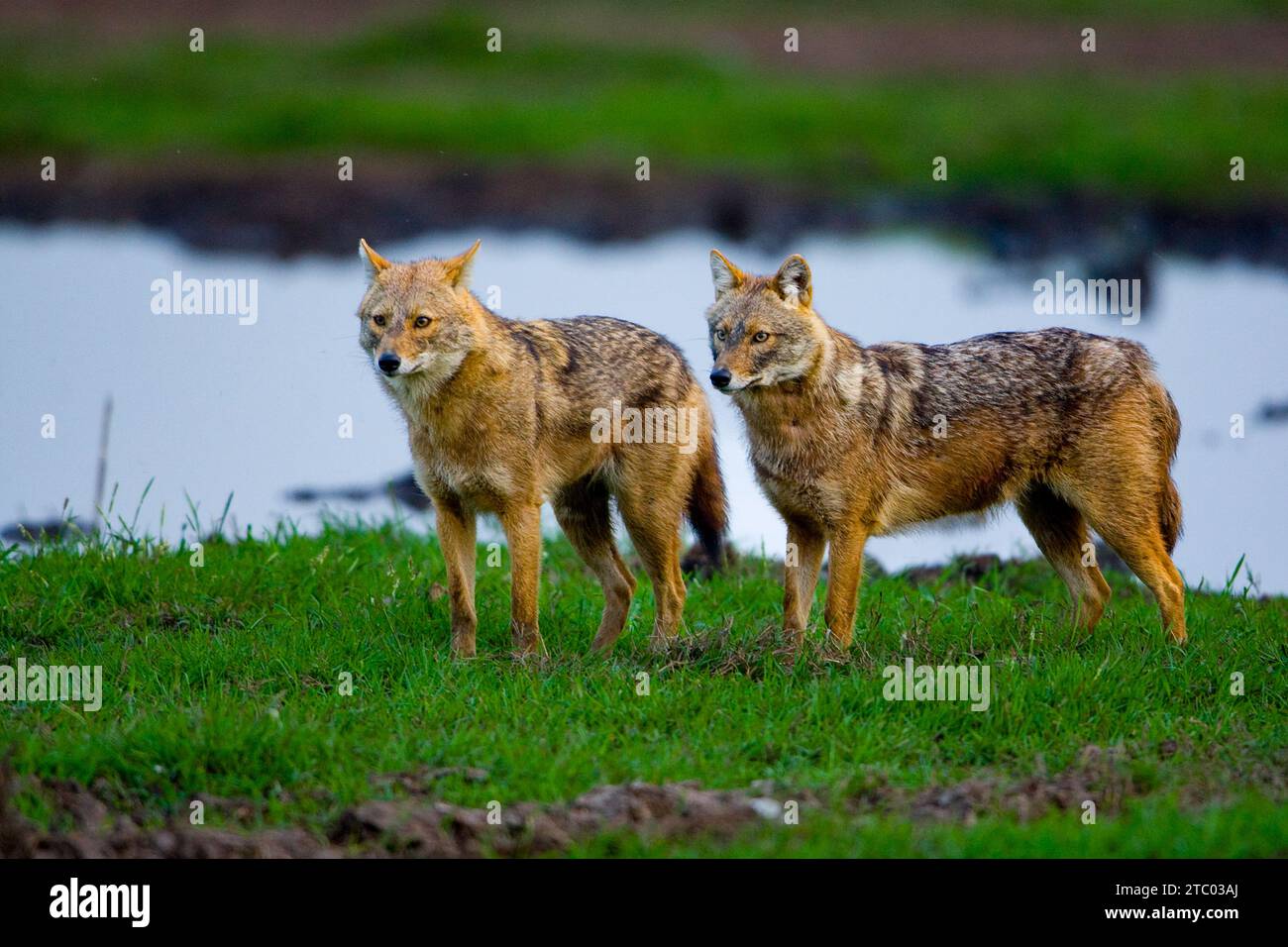Golden jackal (Canis aureus) pair of jackals Stock Photo - Alamy