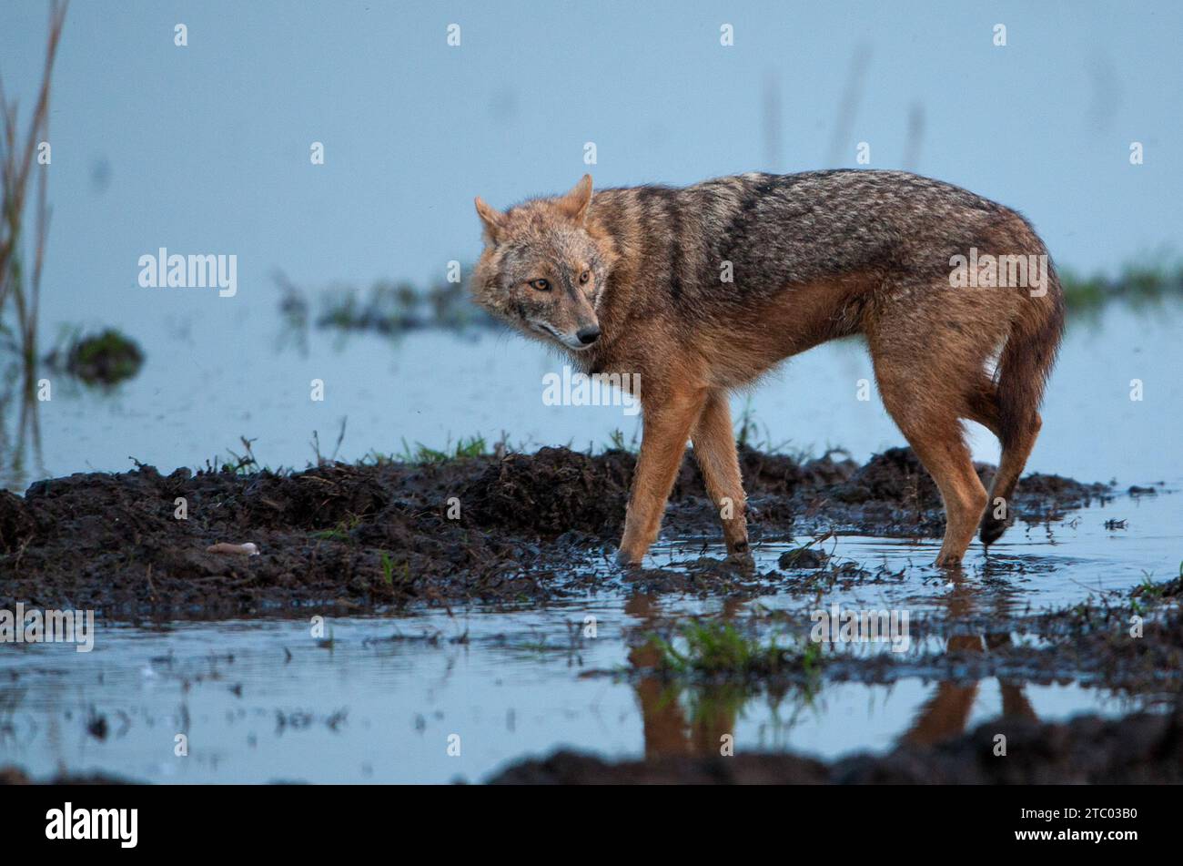 Golden jackal (Canis aureus Stock Photo - Alamy