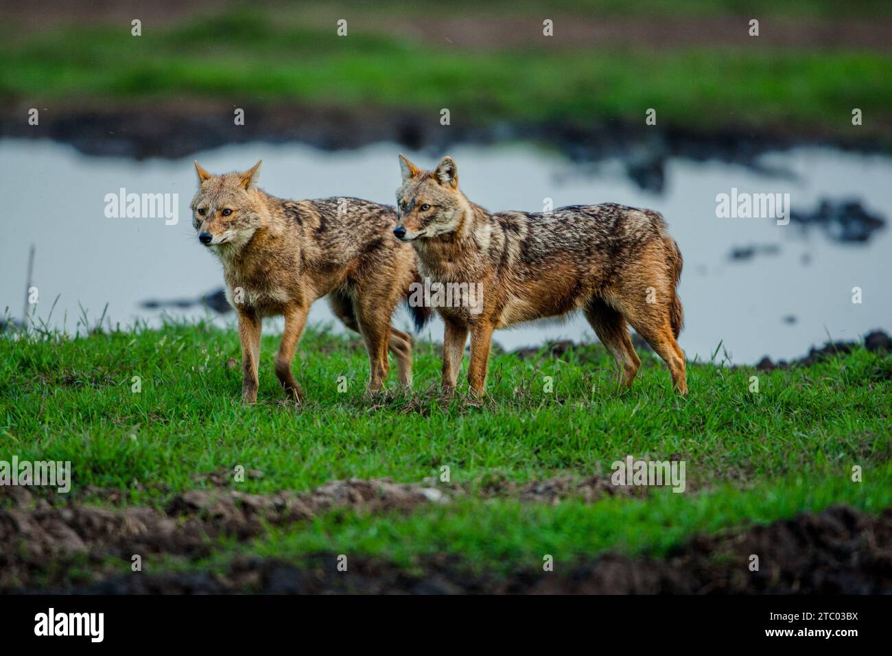 Golden jackal (Canis aureus) pair of jackals Stock Photo - Alamy