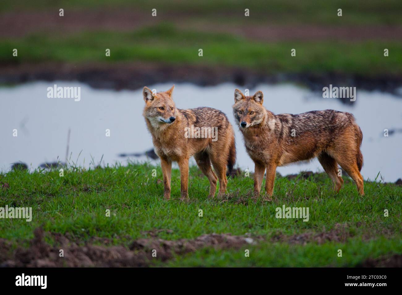 Golden jackal (Canis aureus) pair of jackals Stock Photo - Alamy