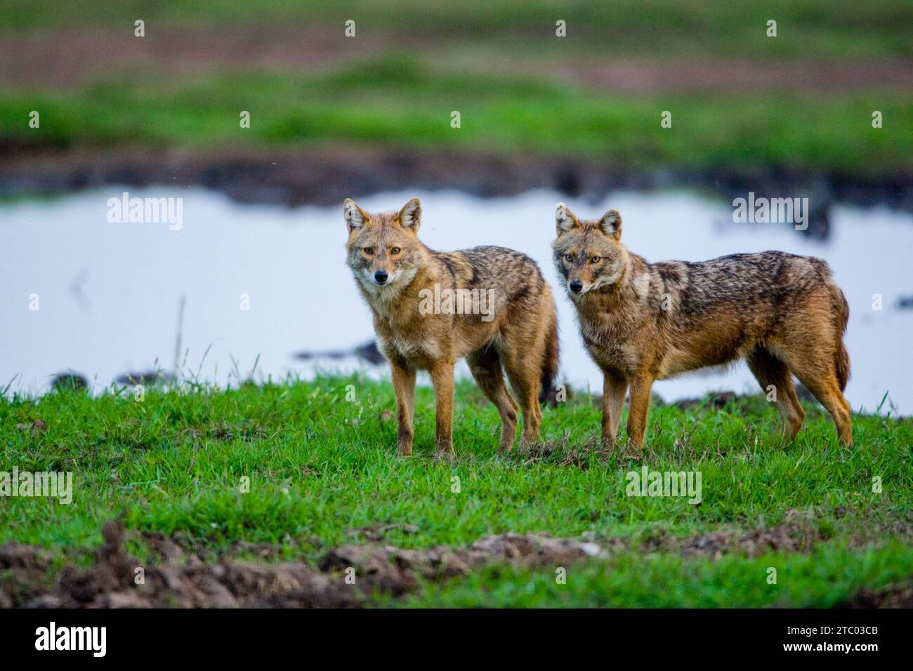 Jackals behavior hi-res stock photography and images - Alamy