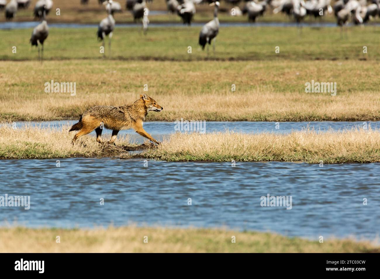 Golden common jackal hi-res stock photography and images - Alamy