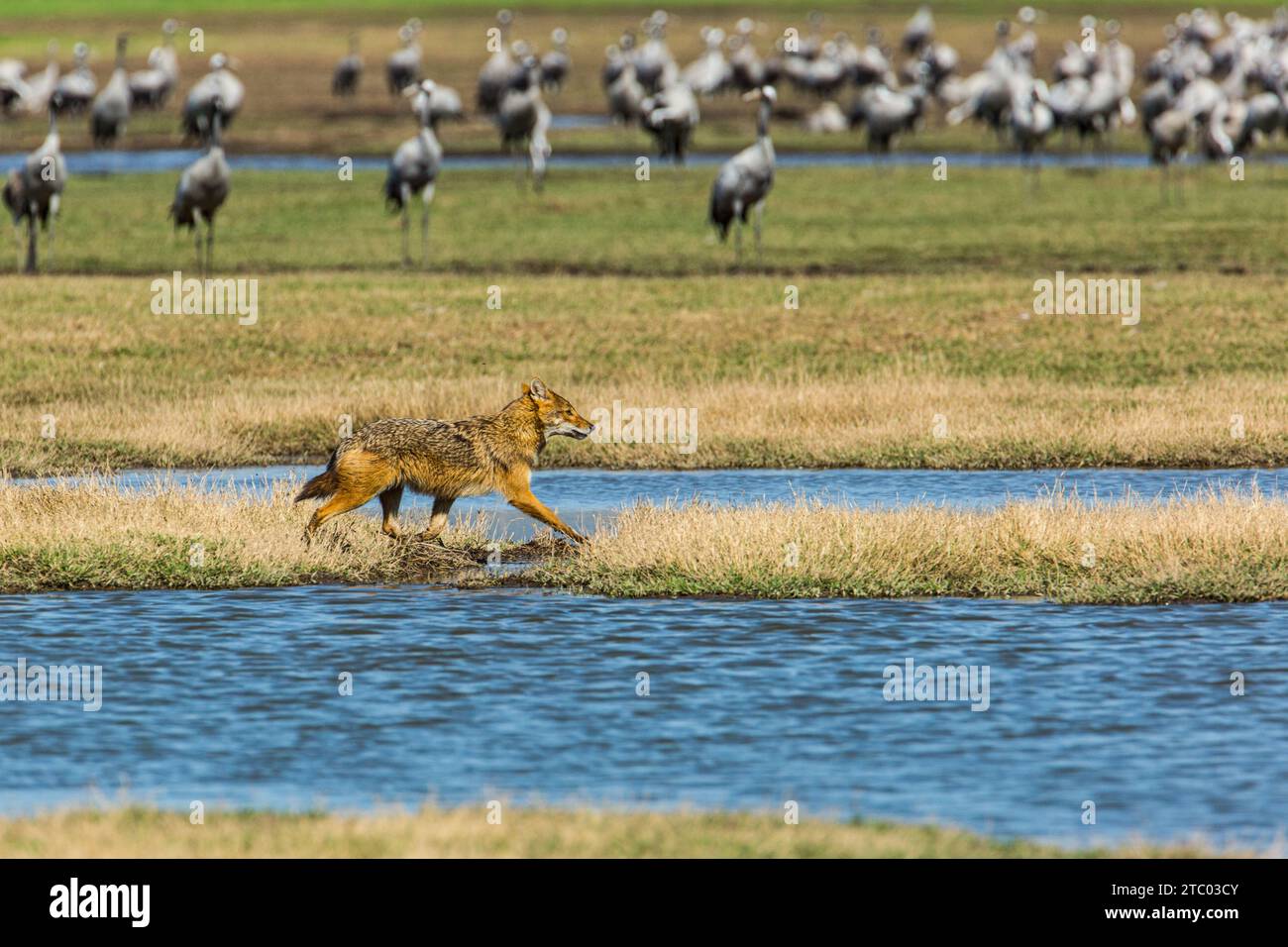 Golden jackal (Canis aureus Stock Photo - Alamy