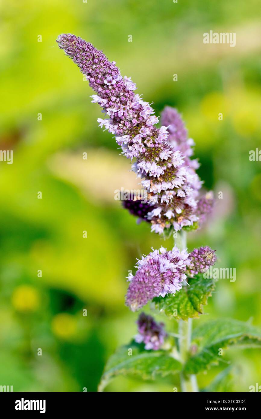 Apple mint flowers hi-res stock photography and images - Alamy