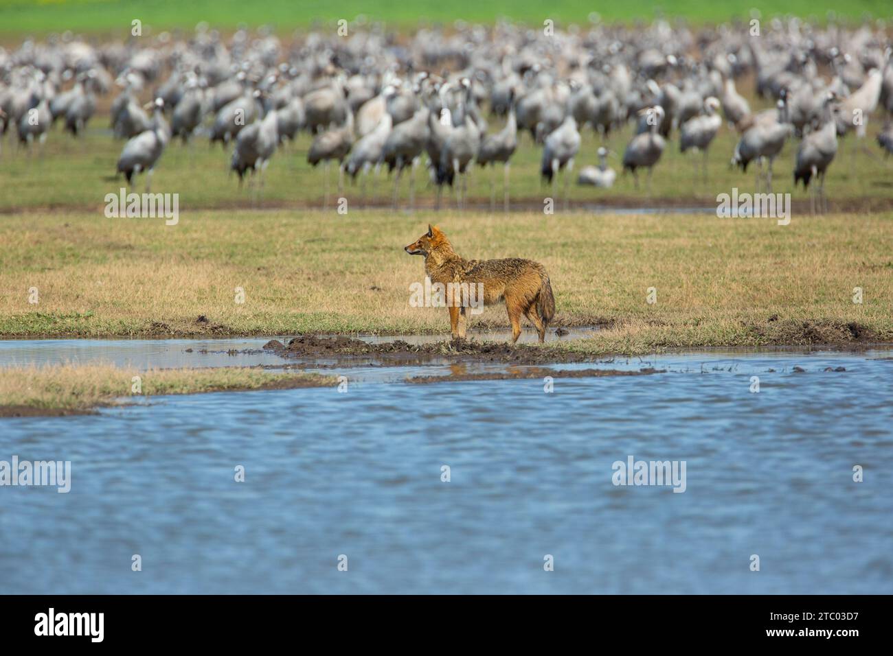 Golden jackal (Canis aureus Stock Photo - Alamy