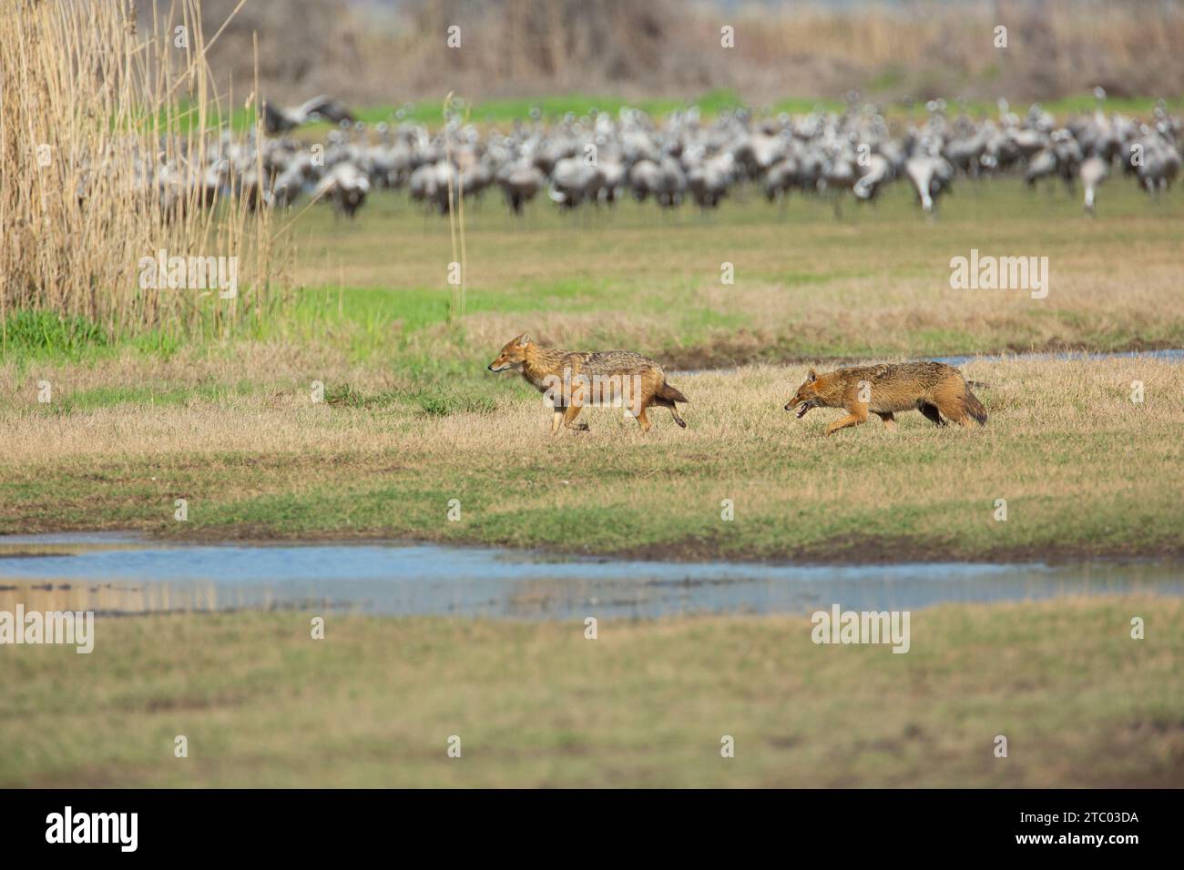Golden jackal (Canis aureus) couple goes hunting Stock Photo - Alamy