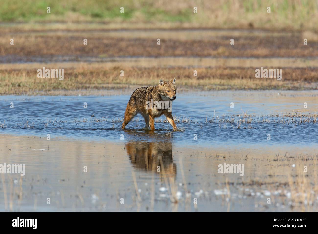 Canis aureus israel hi-res stock photography and images - Alamy