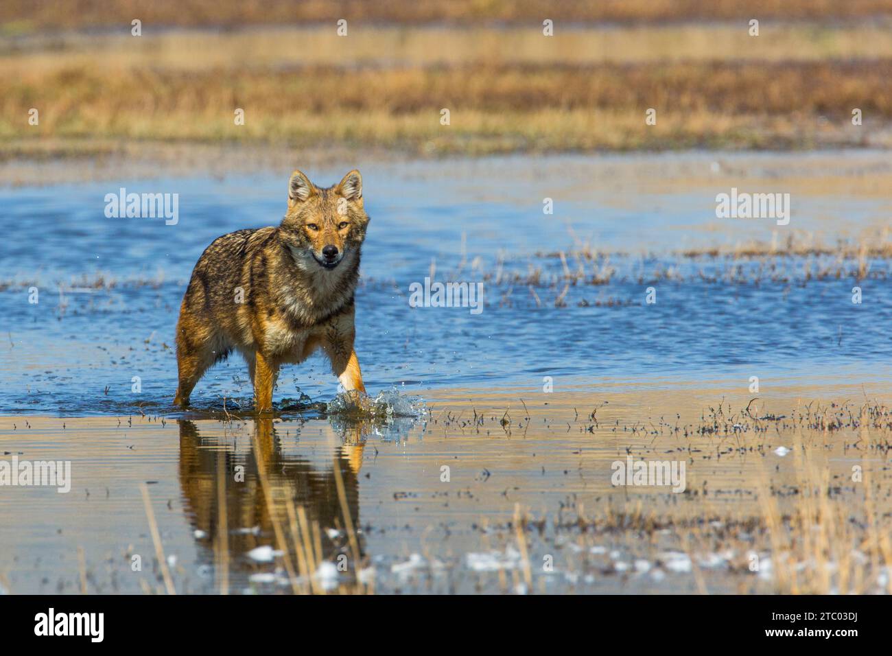 Golden jackal (Canis aureus Stock Photo - Alamy