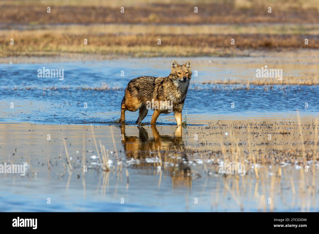 Golden jackal (Canis aureus Stock Photo - Alamy