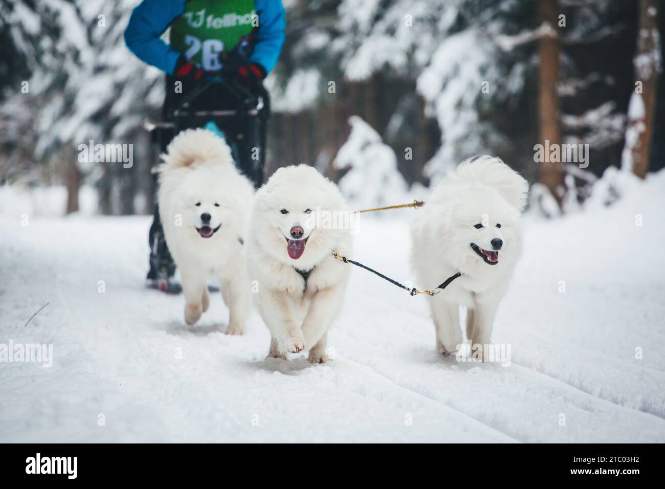 Sled dog racing with Samoyeds. Ottenschlag, Waldviertel, Austria Stock ...