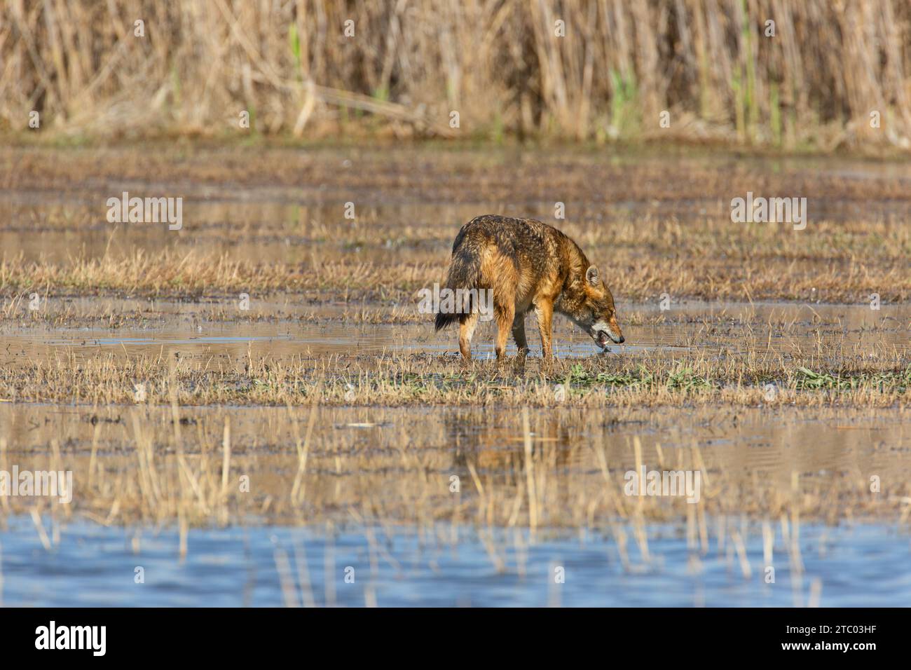 Golden jackal (Canis aureus) drinking water Stock Photo - Alamy