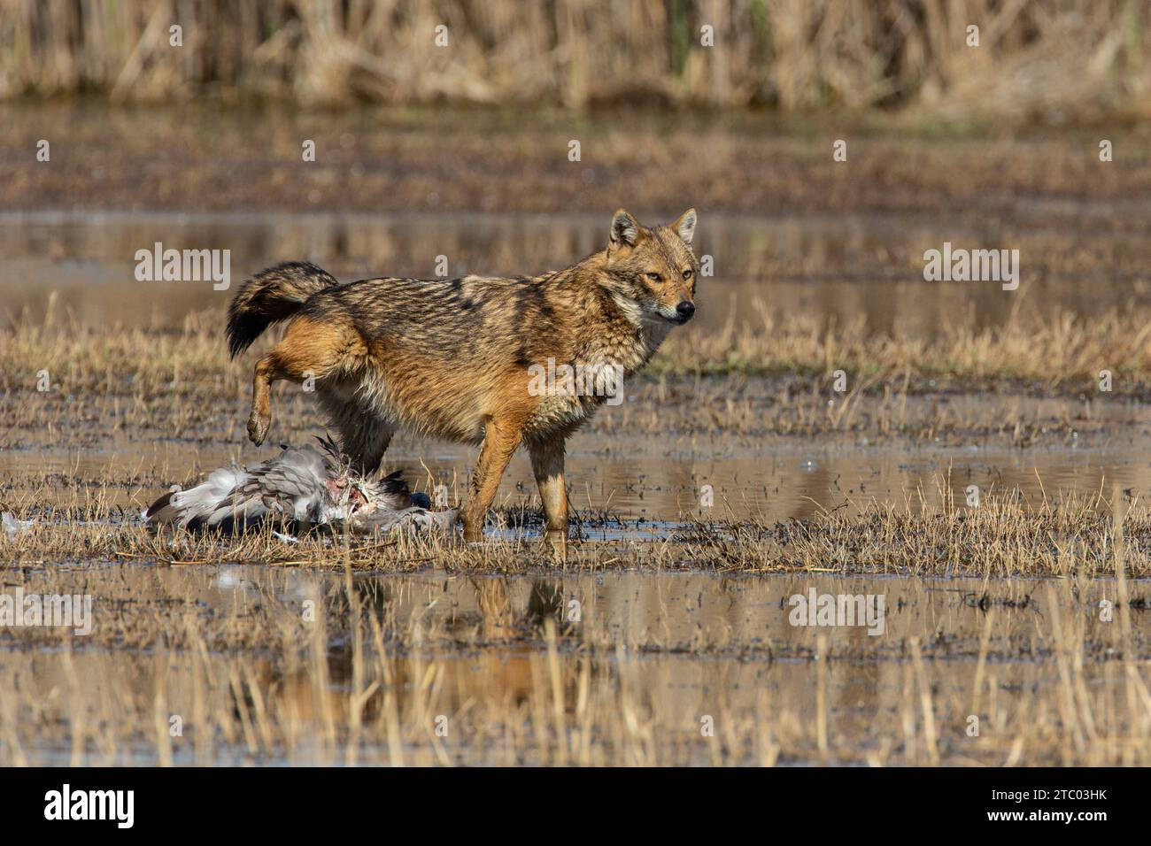 Golden jackal (Canis aureus) marks its prey with urine Stock Photo - Alamy