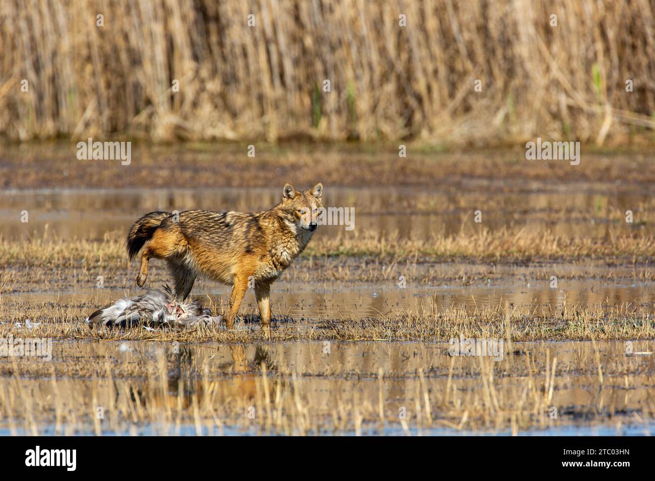 Golden jackal (Canis aureus) marks its prey with urine Stock Photo - Alamy