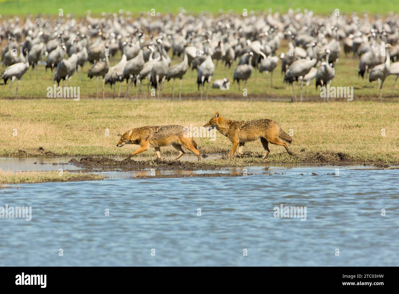 Golden jackal (Canis aureus) couple goes hunting Stock Photo - Alamy
