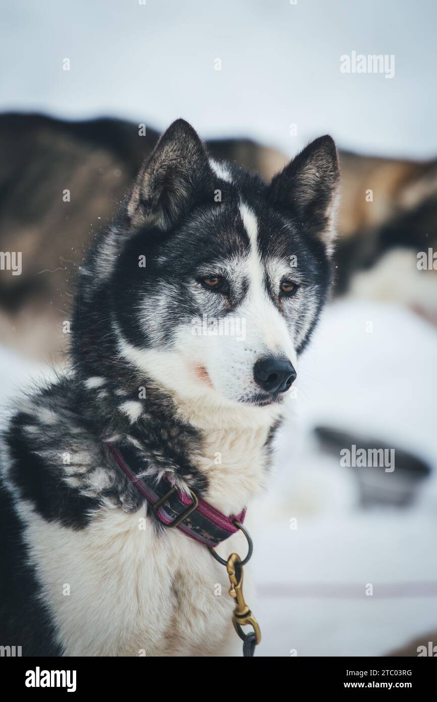 Siberian Husky at the stake out Stock Photo - Alamy