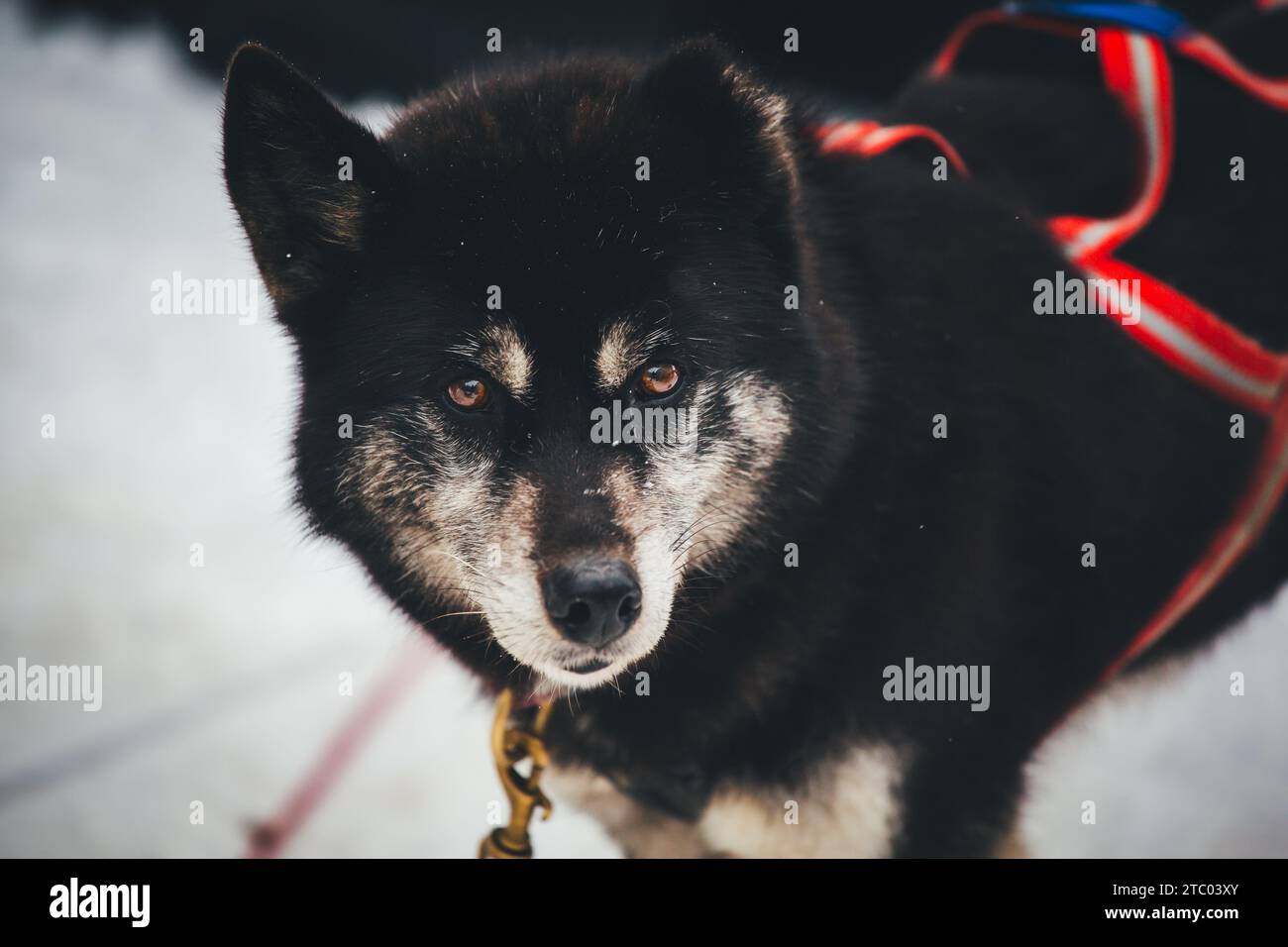 Siberian Husky at the stake out Stock Photo - Alamy