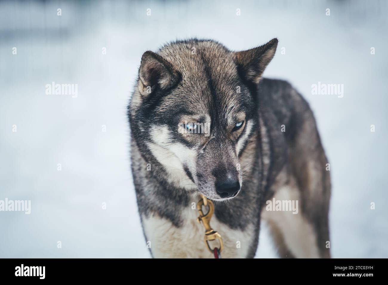 Siberian Husky at the stake out Stock Photo - Alamy
