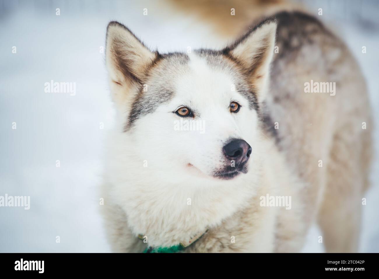 Siberian husky winter hi-res stock photography and images - Alamy